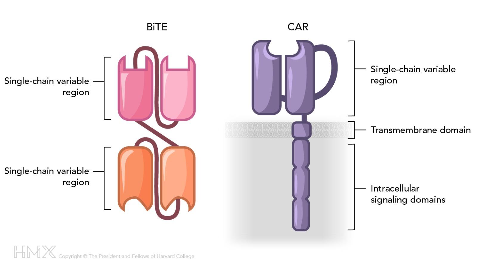 Solved In the image above, you can see the structure of a | Chegg.com