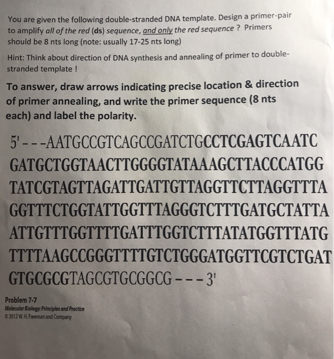 Solved You are given the following double-stranded DNA | Chegg.com