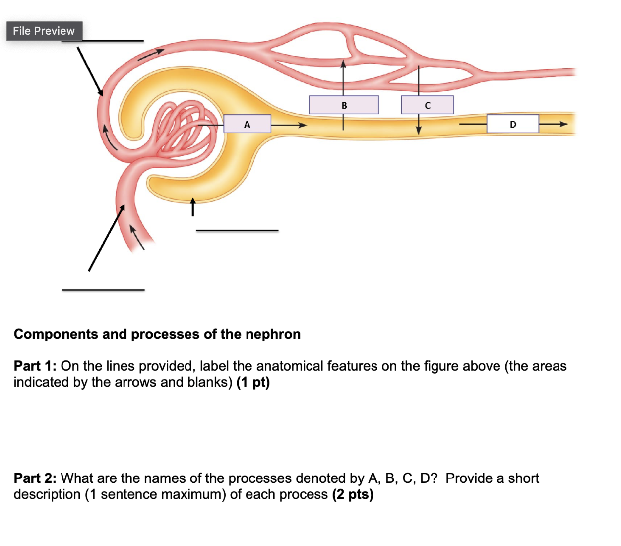Solved Components and processes of the nephron Part 1: On | Chegg.com