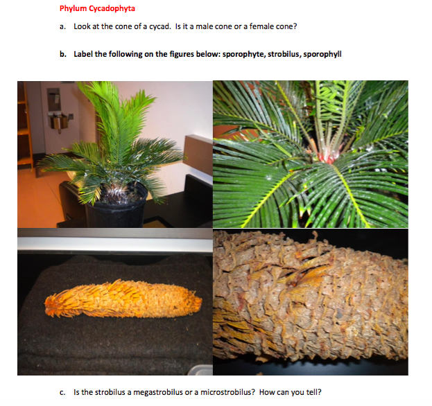 Solved Phylum Cycadophyta a. Look at the cone of a cycad. Is | Chegg.com
