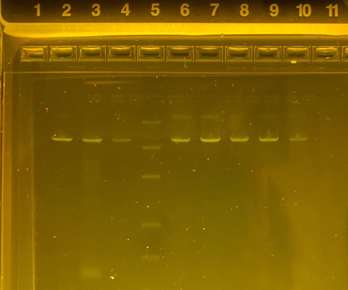 Solved What band sizes are in well 6 of the gel if well 5 is | Chegg.com