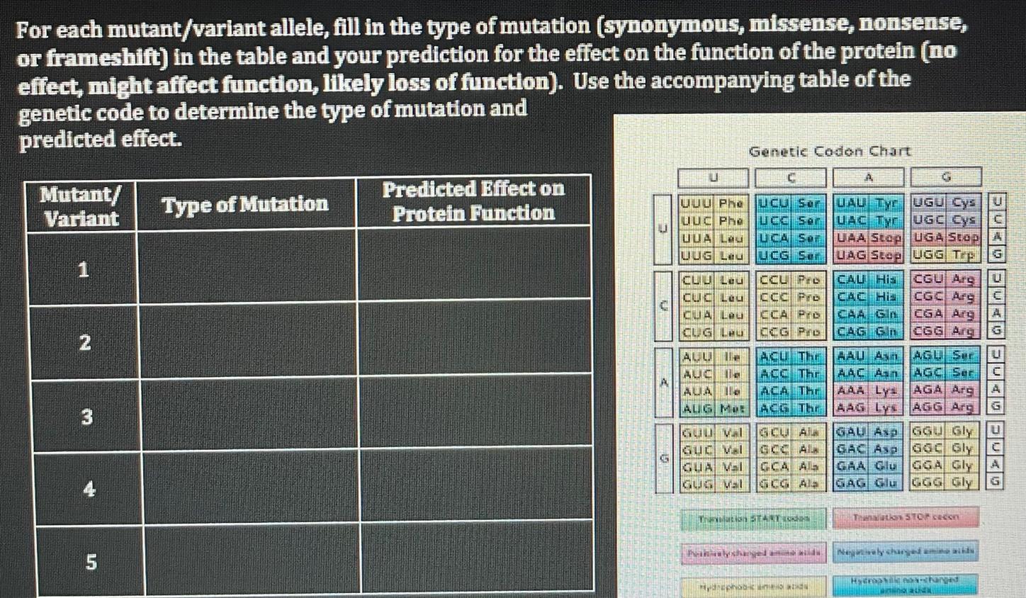 Solved Many different mutant/variant alleles of a gene have | Chegg.com