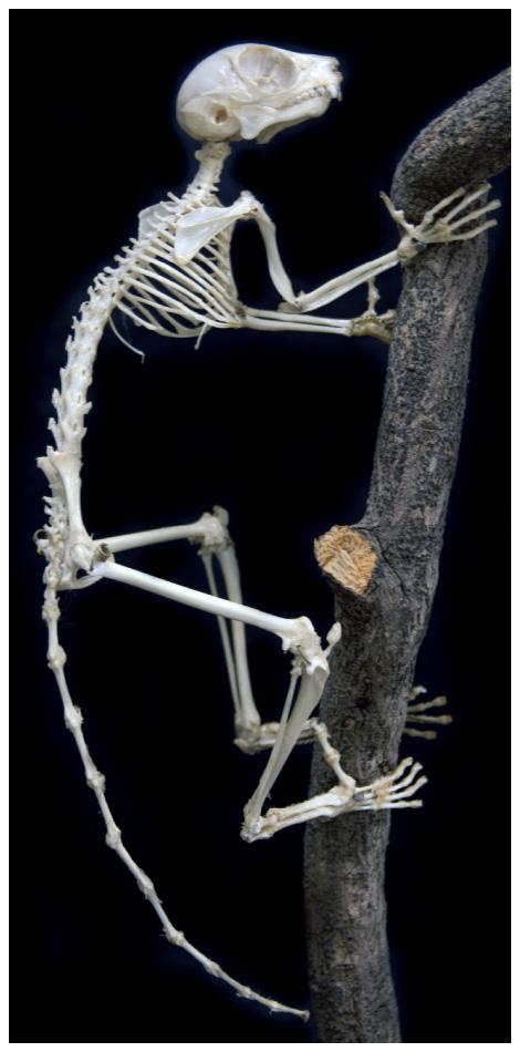 Solved Provide information for Mystery Primate A in Parts | Chegg.com