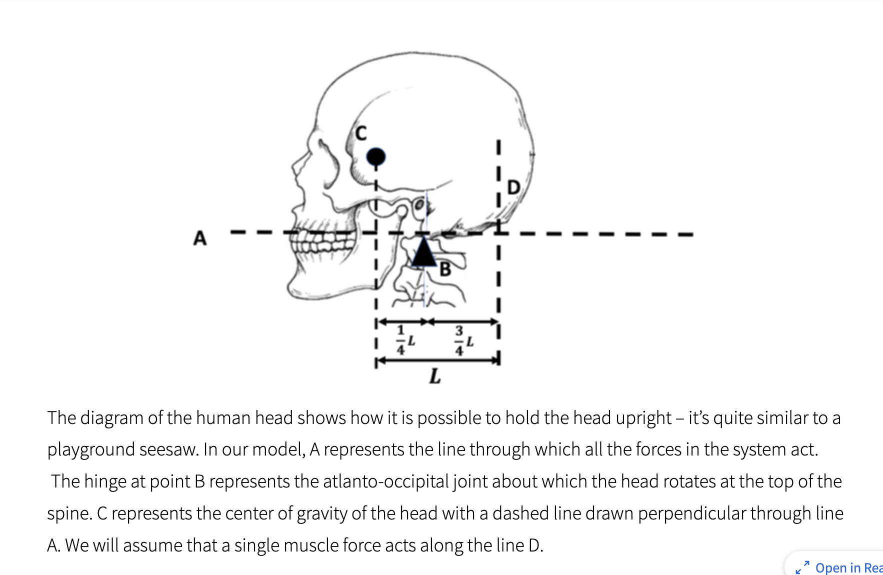 Solved The diagram of the human head shows how it is | Chegg.com