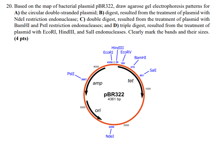 Solved 20. Based on the map of bacterial plasmid PBR322, | Chegg.com