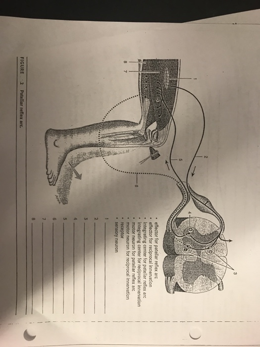 Solved cu 6 effector integrating center motor neuron cell | Chegg.com
