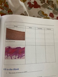 Solved In the table below, identify each of the tissues, | Chegg.com