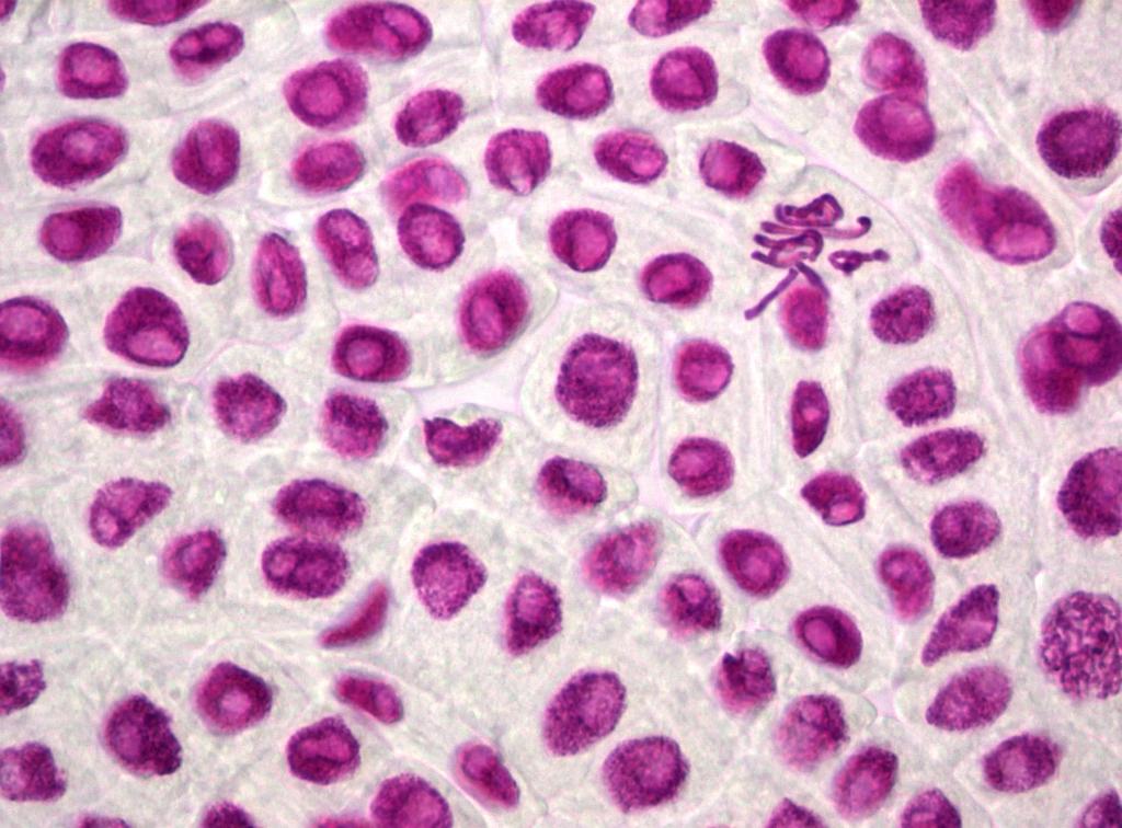 Solved There are five pictures of bean roots. How many cells | Chegg.com