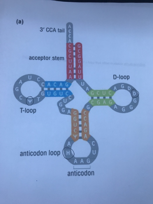 Solved 3' CCA tail acceptor stem A I U D-loop CACAGU GUGUC | Chegg.com