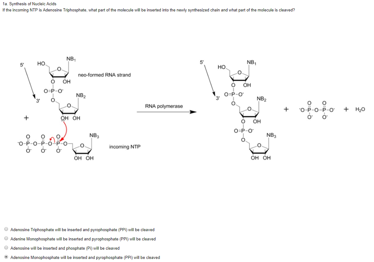 Solved 1a. Synthesis of Nucleic Acids If the incoming NTP is | Chegg.com