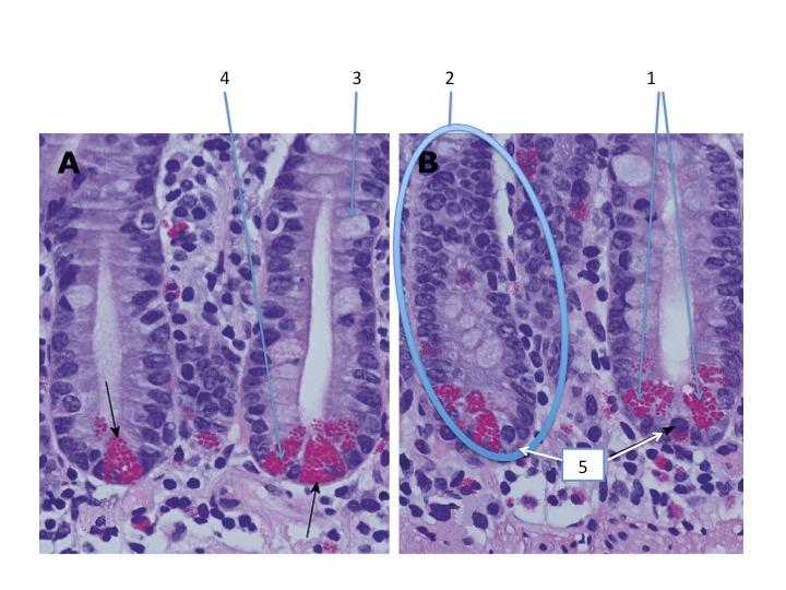 Solved IDENTIFY THE POINTED/ENCIRCLED STRUCTURES. 1. 2. 3. | Chegg.com