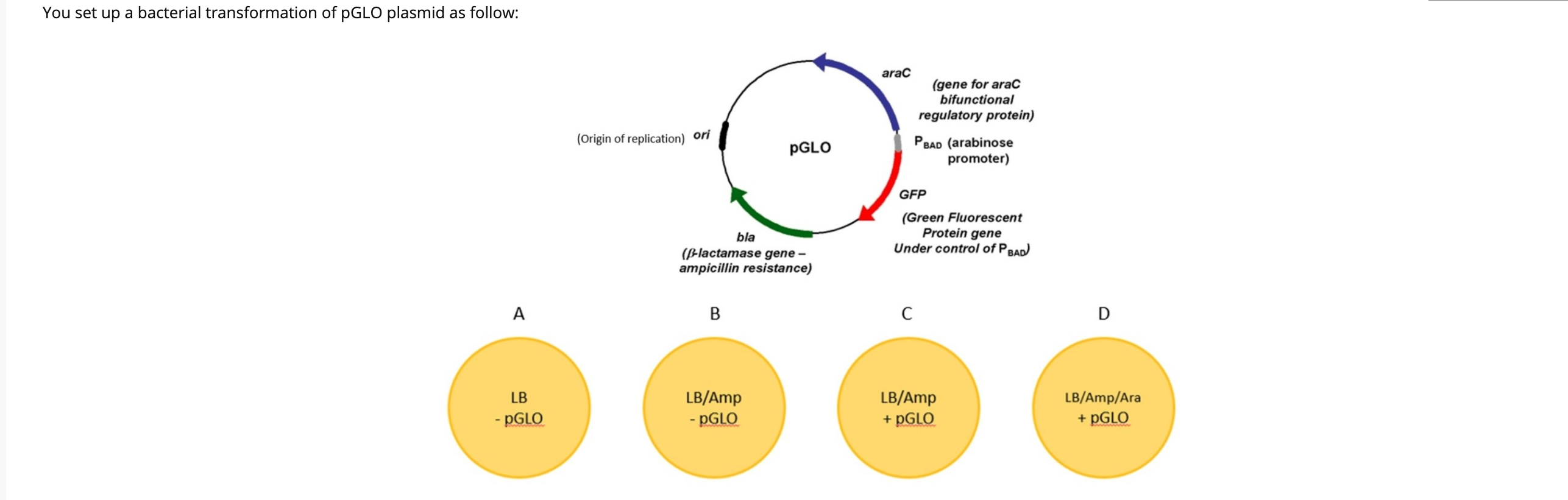 Solved You set up a bacterial transformation of PGLO plasmid | Chegg.com