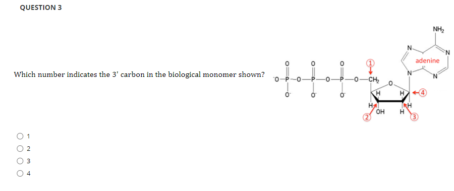 Solved QUESTION 1 What is the significance of the 5' carbon | Chegg.com