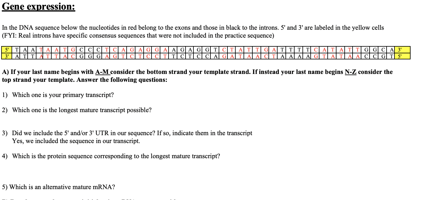 Solved Gene expression: In the DNA sequence below the | Chegg.com