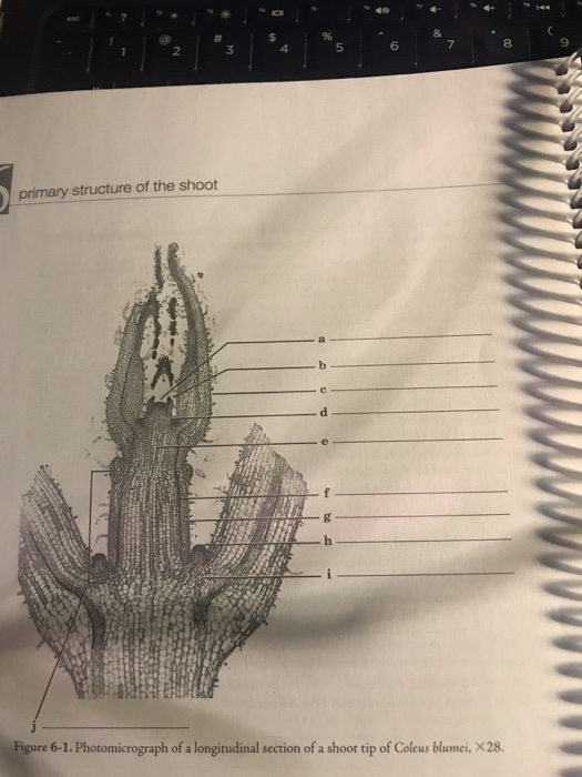 Solved 40 2 3 5 6 7 8 9 primary structure of the shoot | Chegg.com