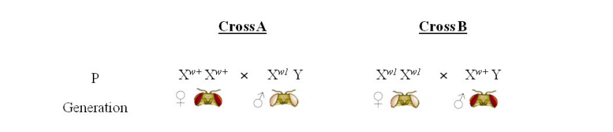 Solved Cross A Cross B P Xw+ Xw+ x Xw Y xw1 xwi х Xw+ Y to | Chegg.com