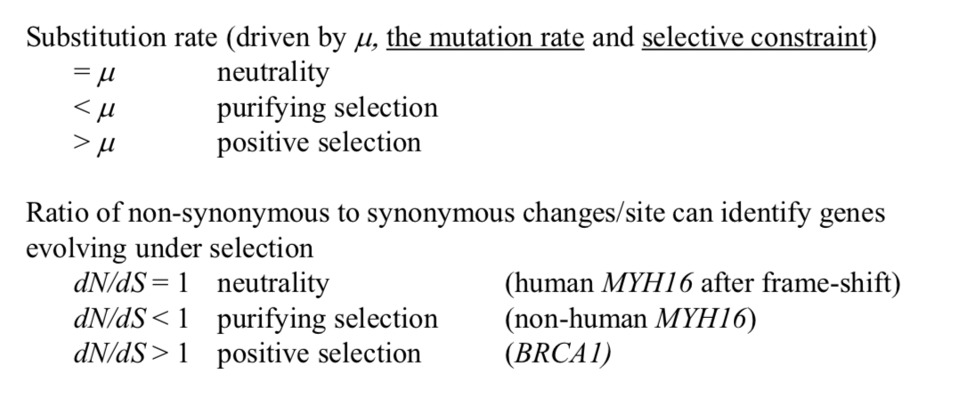 Solved What is the difference between substitution rate and | Chegg.com