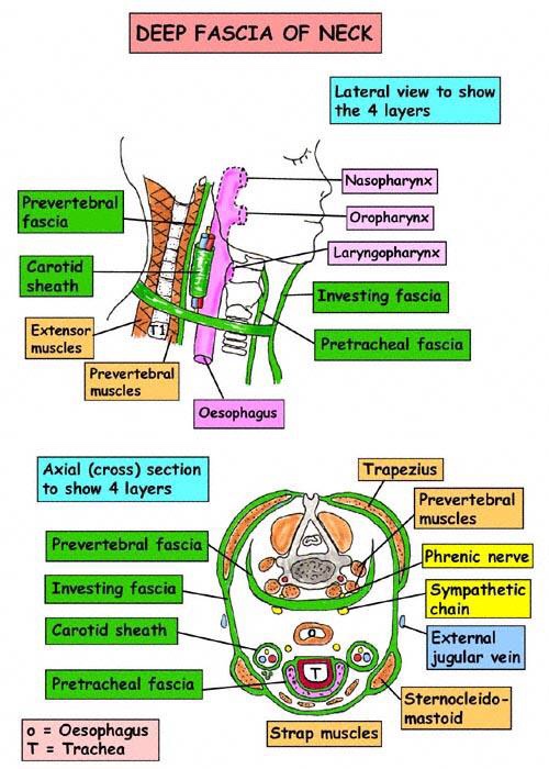 Prevertebral Fascia