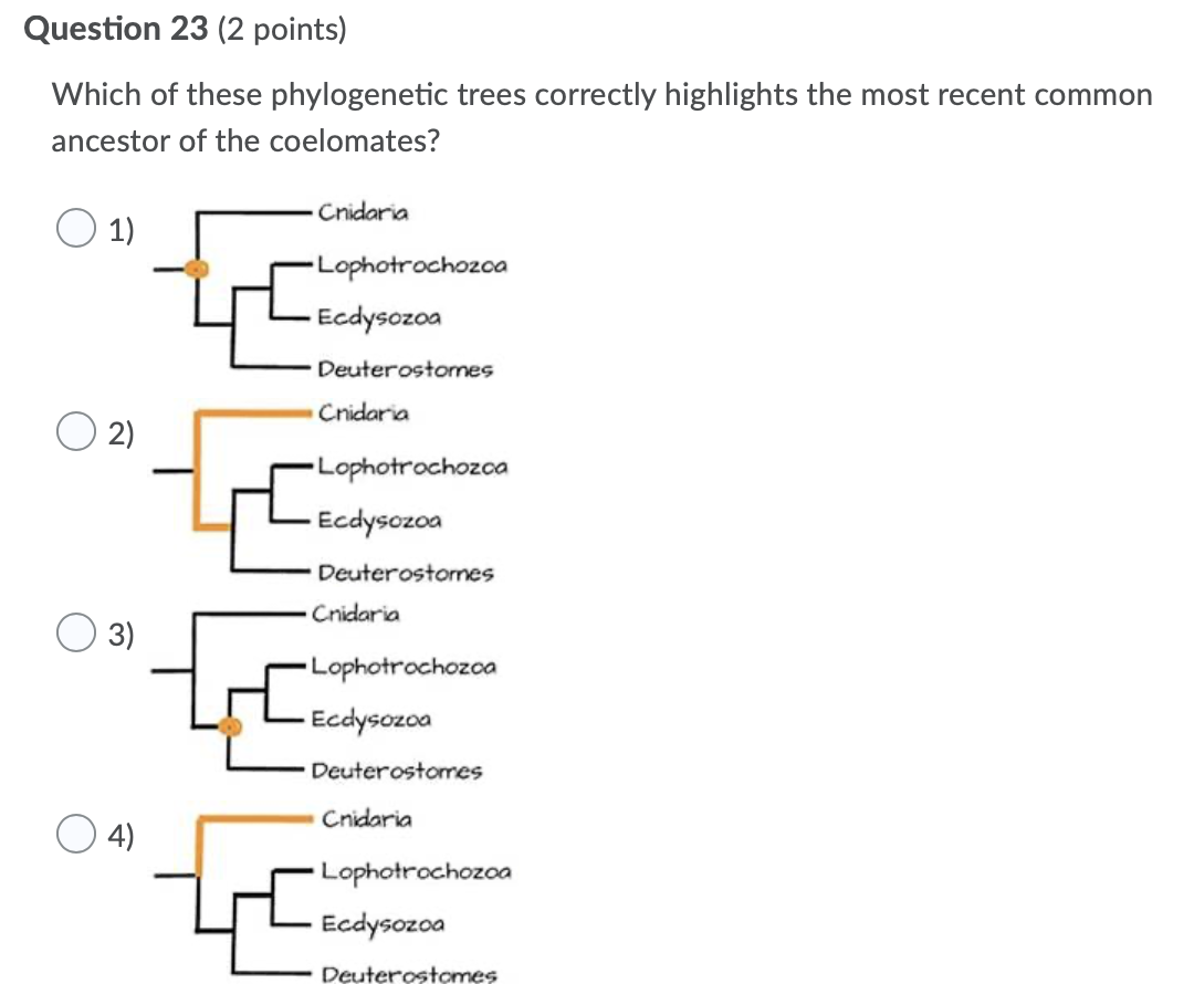 Solved Question 23 (2 points) Which of these phylogenetic | Chegg.com
