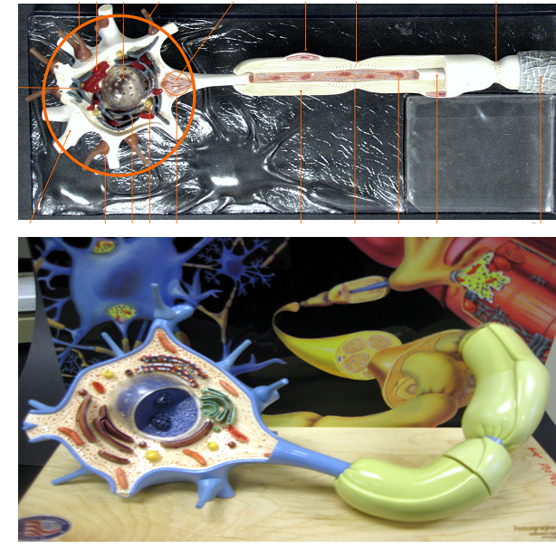 Solved Need help identifying neuron structures. where are | Chegg.com