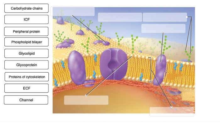 Solved Click and drag each label to the appropriate dock to | Chegg.com