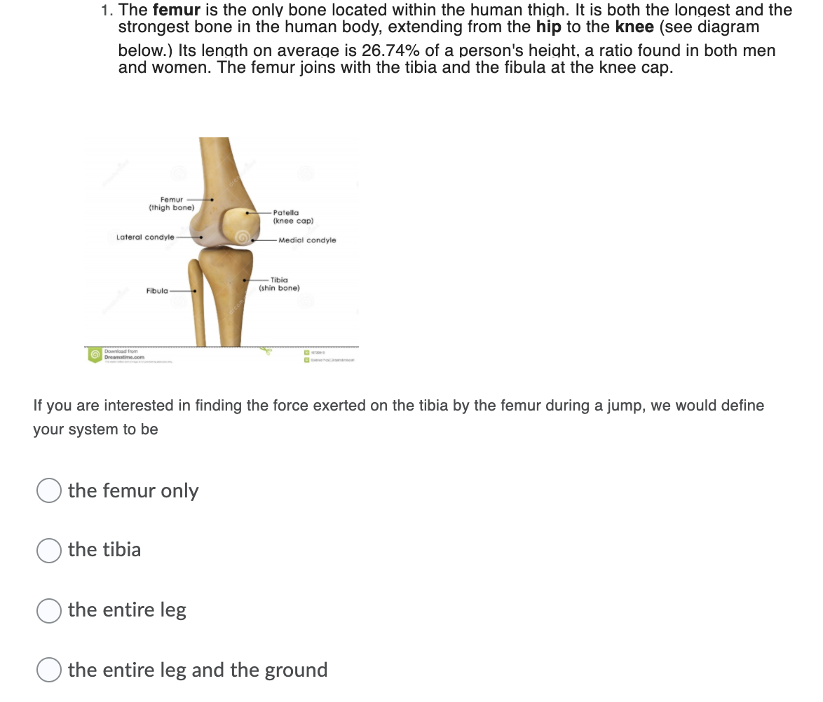Solved 1. The femur is the only bone located within the | Chegg.com
