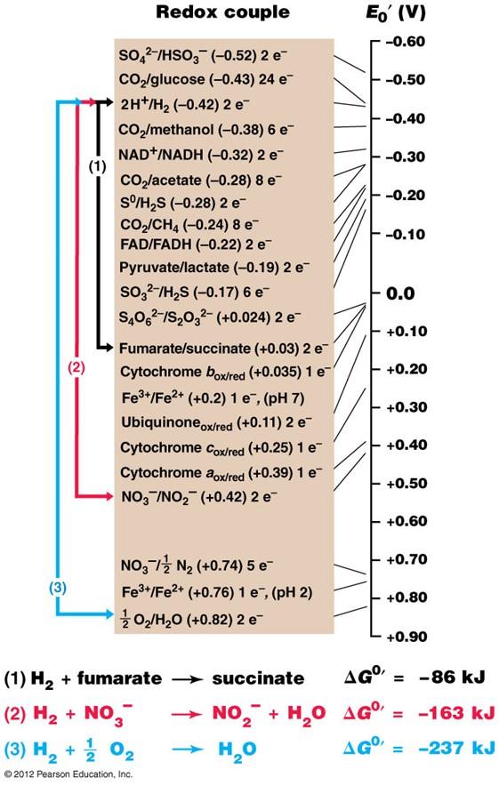 Solved Look at the redox tower shown here. Imagine there is | Chegg.com