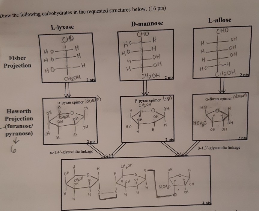 Solved Draw the following carbohydrates in the requested | Chegg.com