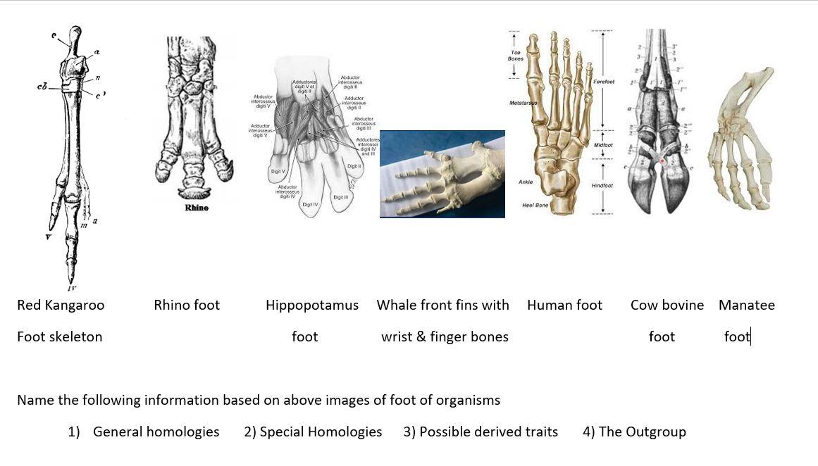 Solved Ten Bones I Adu lege OB Forefoot Aductores digini ve | Chegg.com