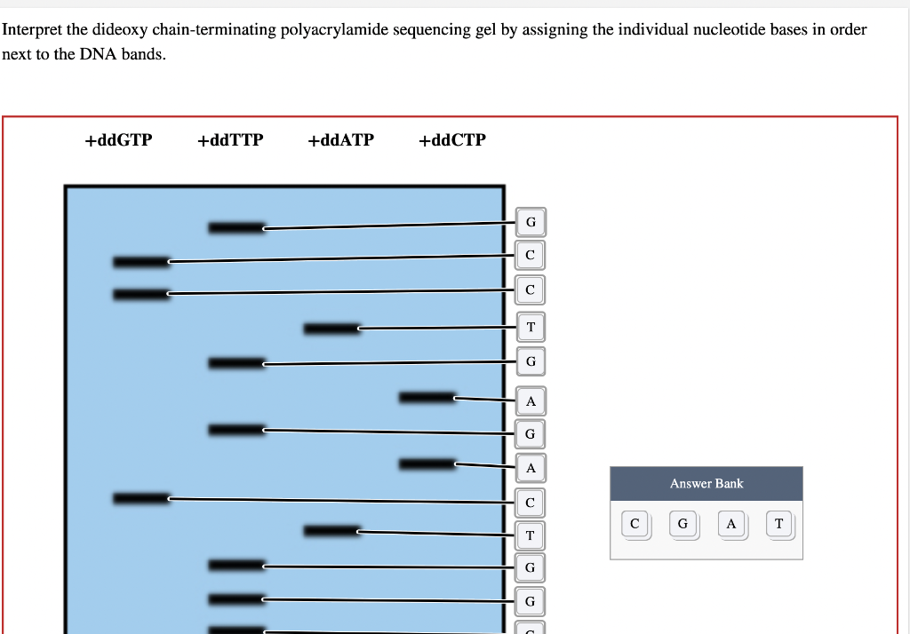 Solved Interpret the dideoxy chain-terminating | Chegg.com