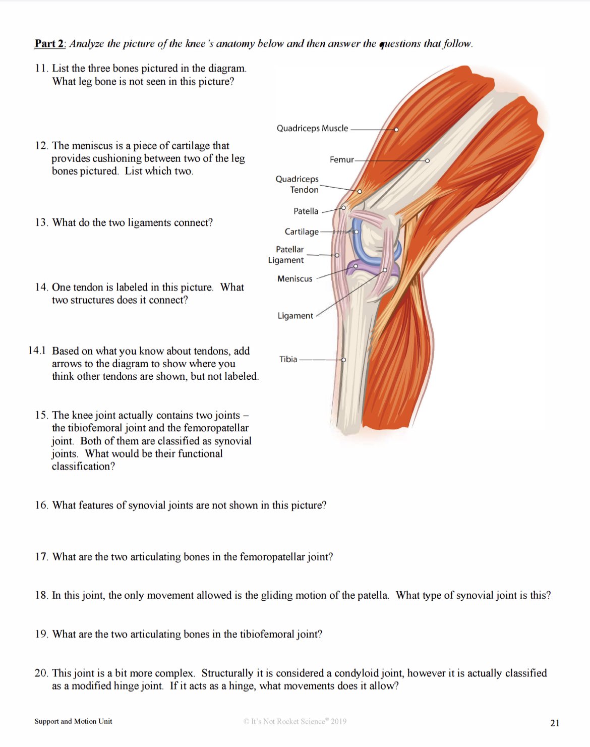 Solved Part 2: Analyze the picture of the knee's anatomy | Chegg.com