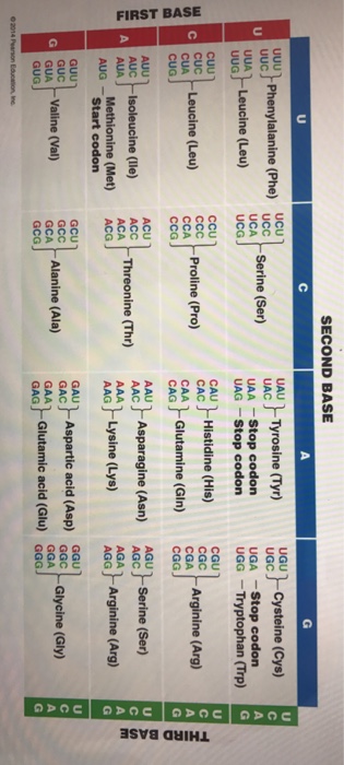 Solved QUESTION 35 Using the genetic code in the Figure | Chegg.com