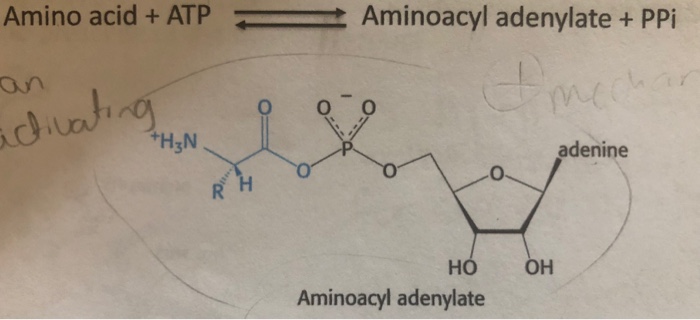 Solved Amino acid +ATP Aminoacyl adenylate + PPi an rds O o | Chegg.com