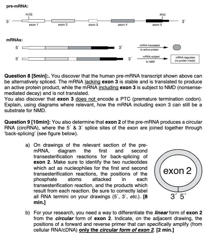 Solved pre-mRNA: AUG stop 5' D 3 exon 1 exon 2 exon 3 axon 4 | Chegg.com