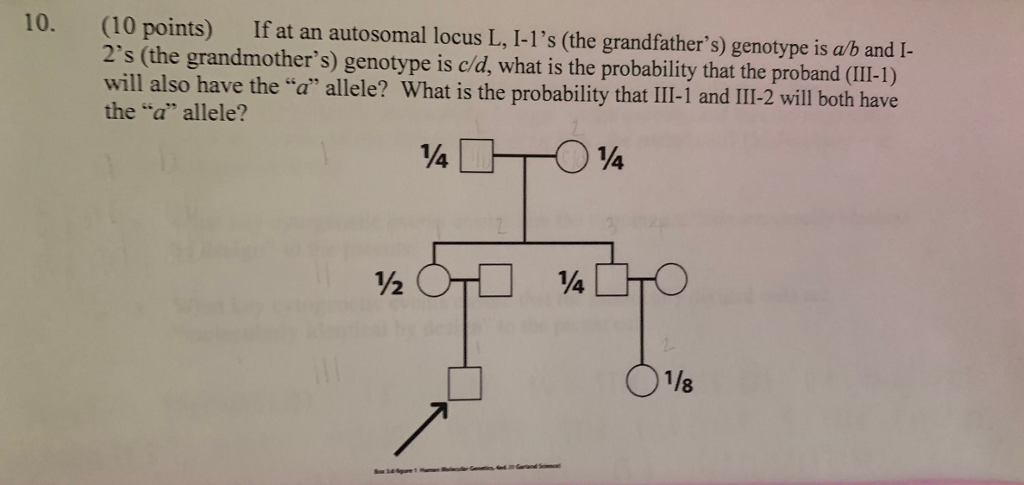10. (10 points) If at an autosomal locus L, I-1's | Chegg.com