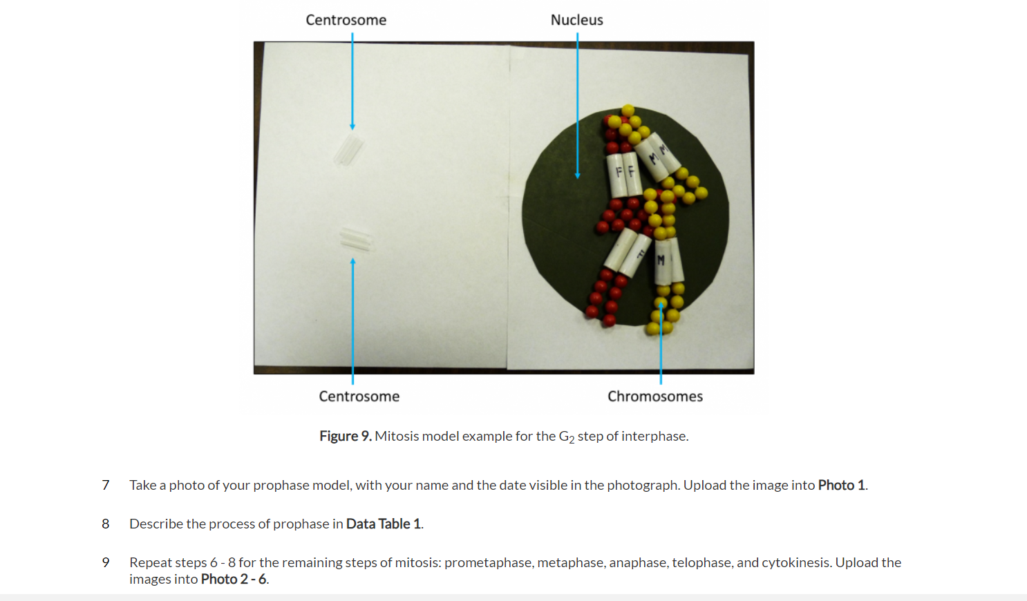 Prophase Steps