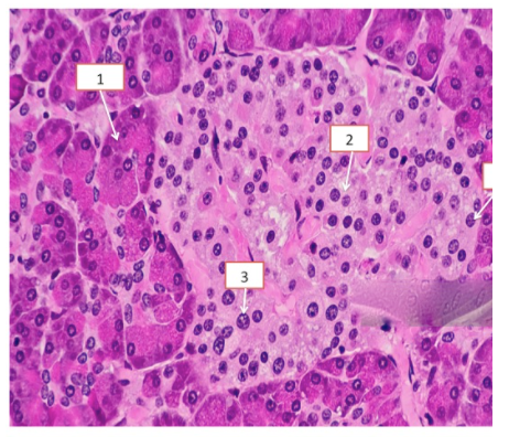Solved 1 2 3 JOS Identify all indicated items 1. 2. | Chegg.com