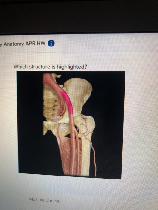 tory Anatomy APR HW G Which structure is highlighted? | Chegg.com