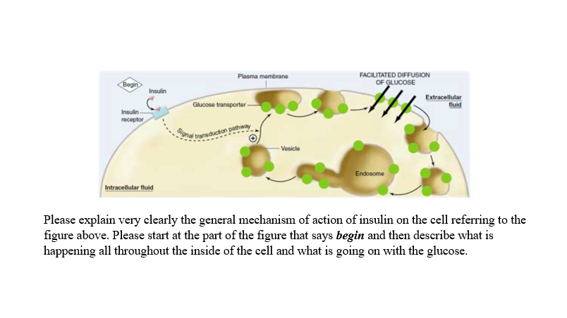 Solved FACILITATED DIFFUSION OF GLUCOSE Plasma membrane | Chegg.com