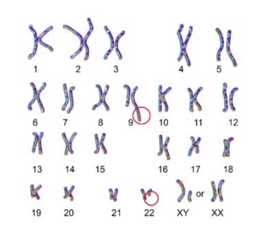 Solved Figure 1 – Normal Human Genome Figure 2 – HeLa | Chegg.com