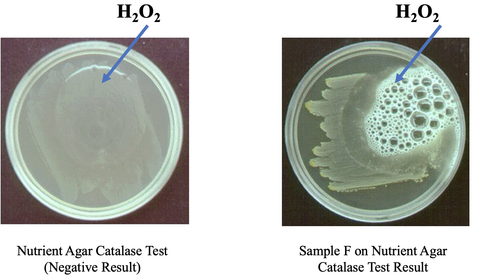 Solved Identification of Unknown F: Results Interpretation | Chegg.com