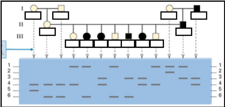 Solved Determine the genotype for each individual based on | Chegg.com