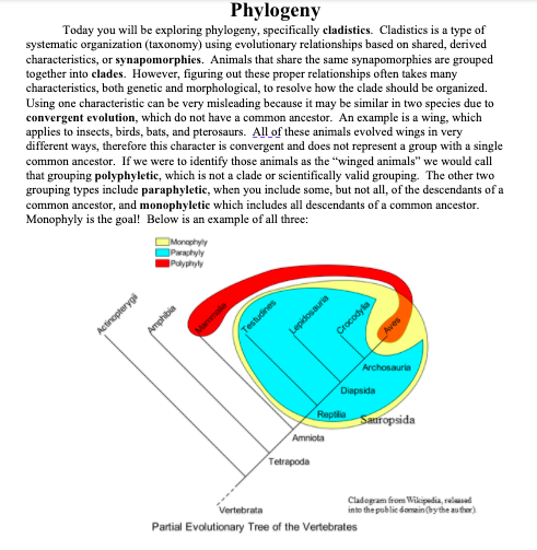 Solved In this example the sauropsida (in yellow) | Chegg.com