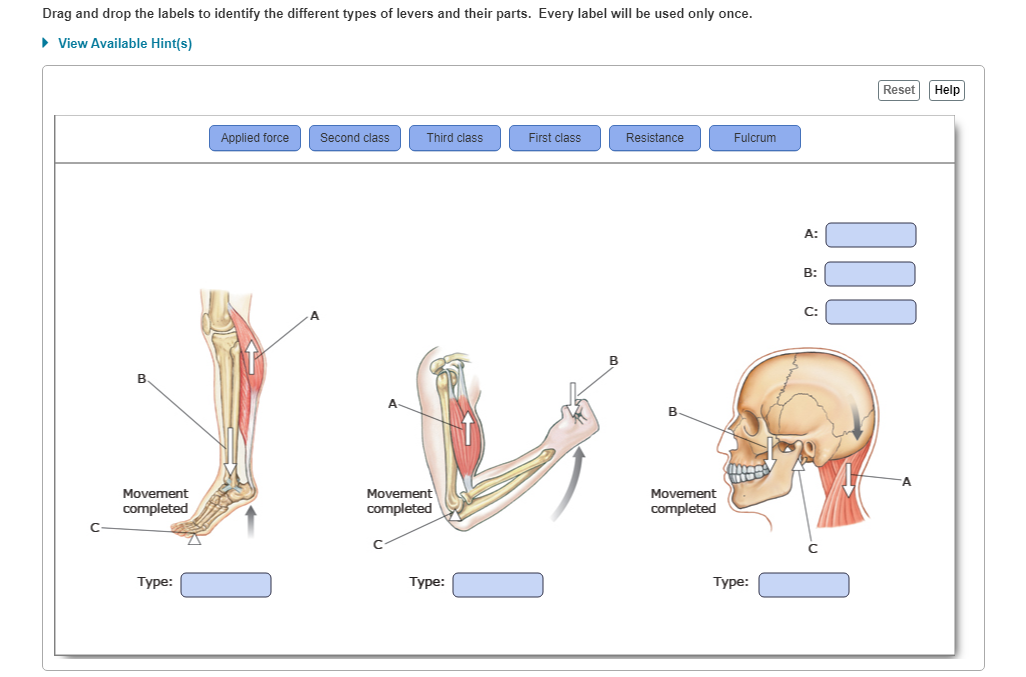 Solved Drag and drop the labels to identify the different | Chegg.com