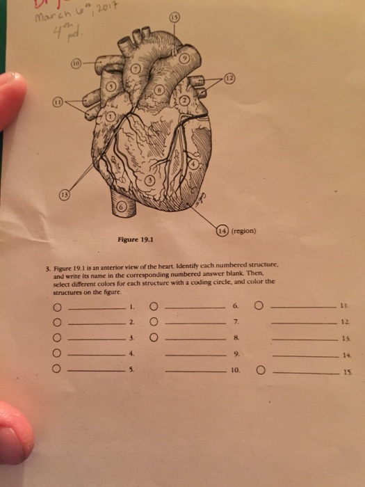 Solved Is an view. of the heart Identify each numbered | Chegg.com