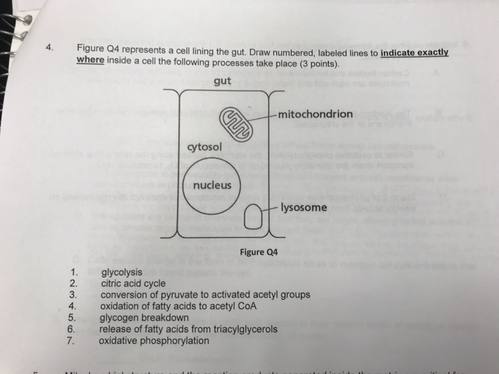 Solved Figure Q4 represents a cell lining the gut. Draw | Chegg.com