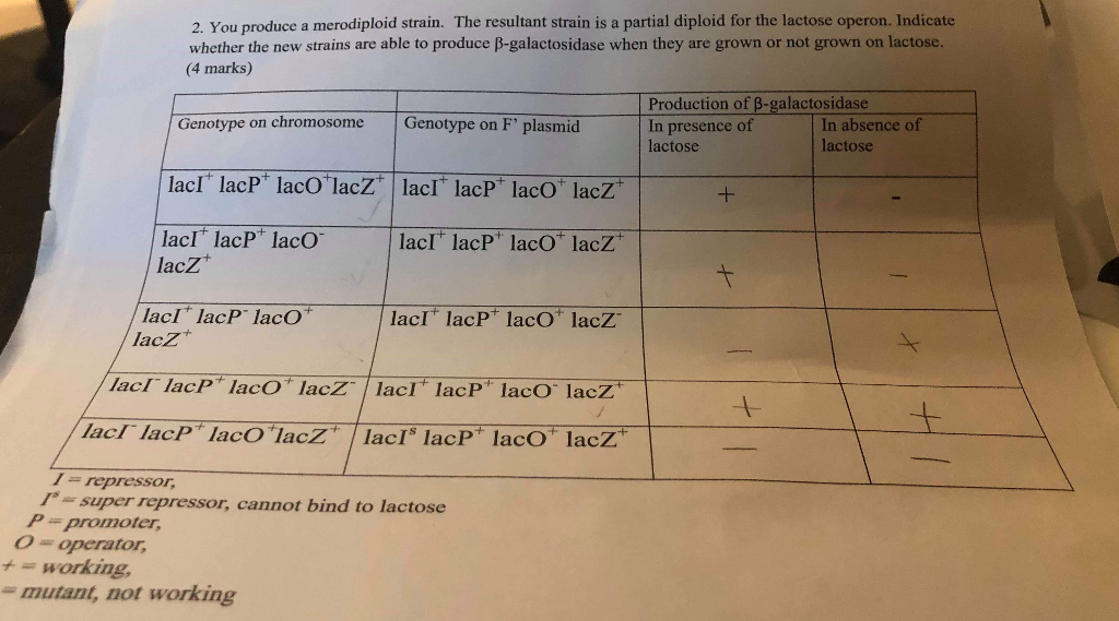 Solved 2. You produce a merodiploid strain. The resultant | Chegg.com