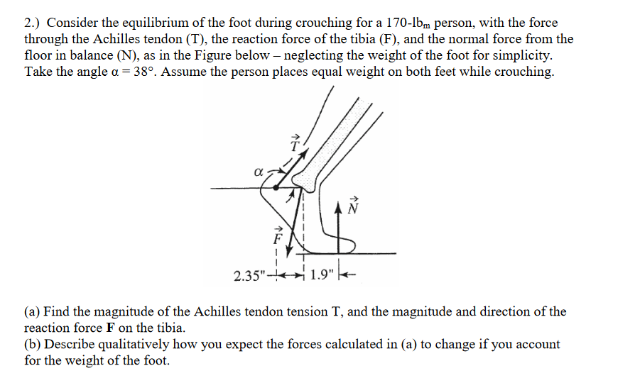 Solved 2.) Consider the equilibrium of the foot during | Chegg.com
