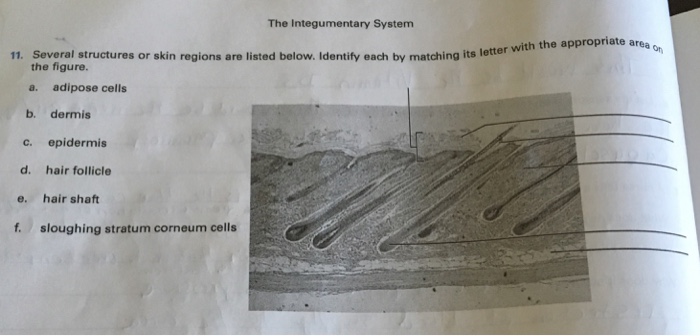 Solved Several structures or skin regions are listed below. | Chegg.com Solved Several structures or skin regions are listed below. | Chegg.com