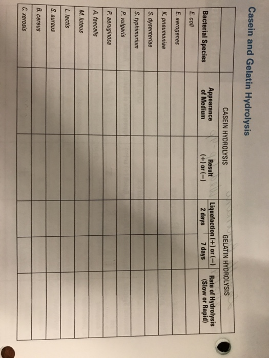 Solved Casein and Gelatin Hydrolysis CASEIN HYDROLYSIS | Chegg.com
